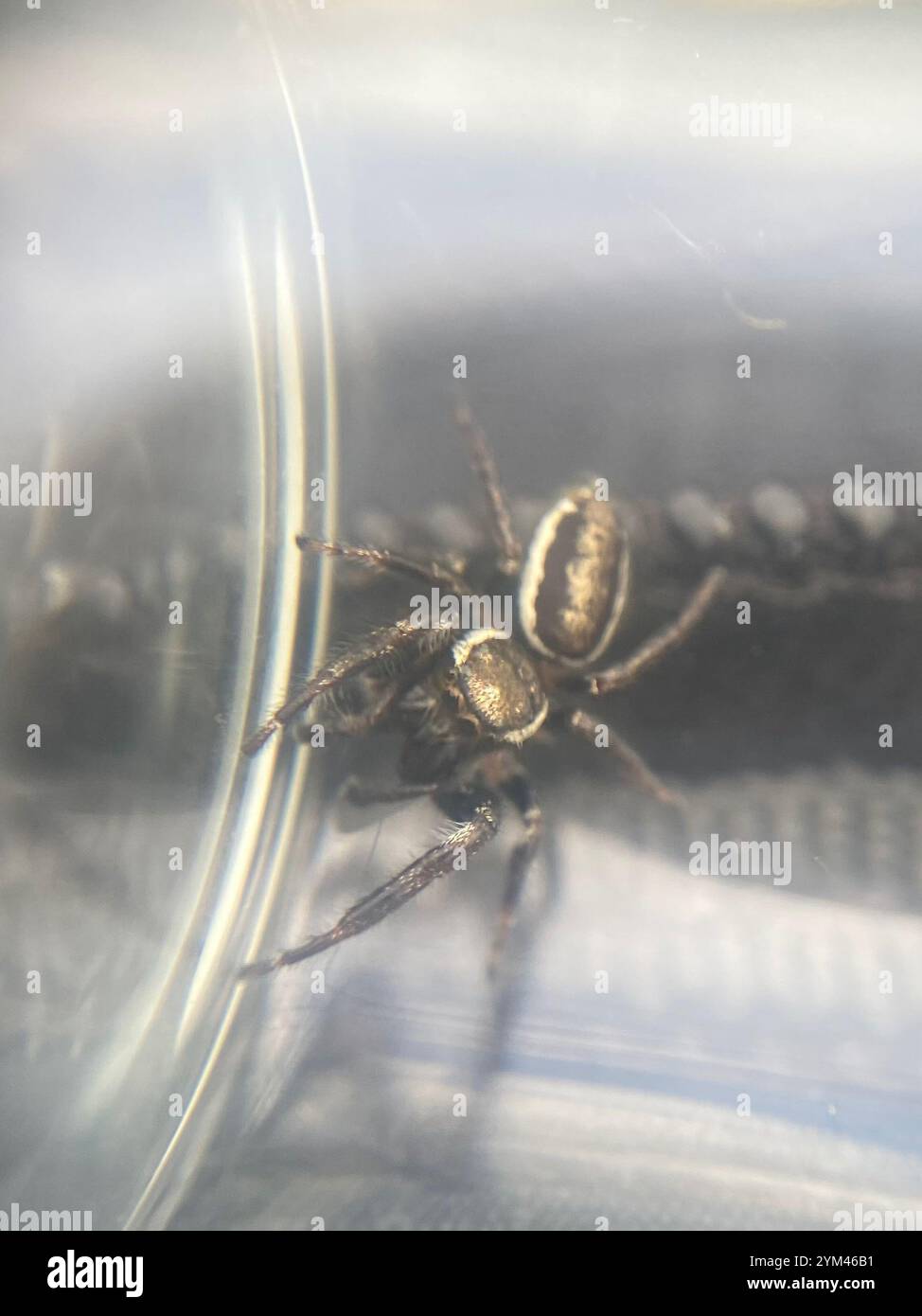 Bronze Jumping Spider (Eris militaris Stock Photo - Alamy