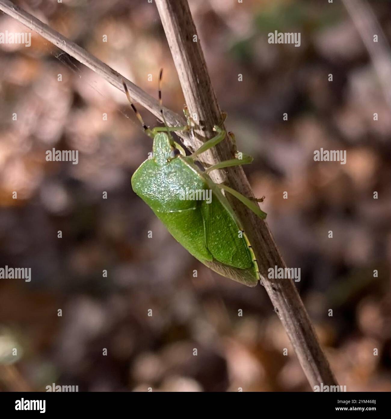 Green Stink Bug (Chinavia hilaris Stock Photo - Alamy
