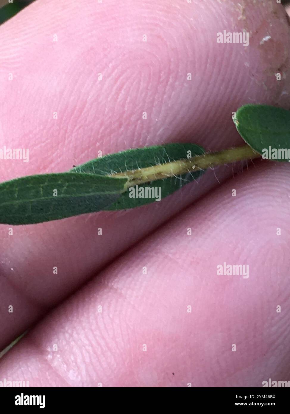 Eastern Silver Aster (Symphyotrichum concolor Stock Photo - Alamy