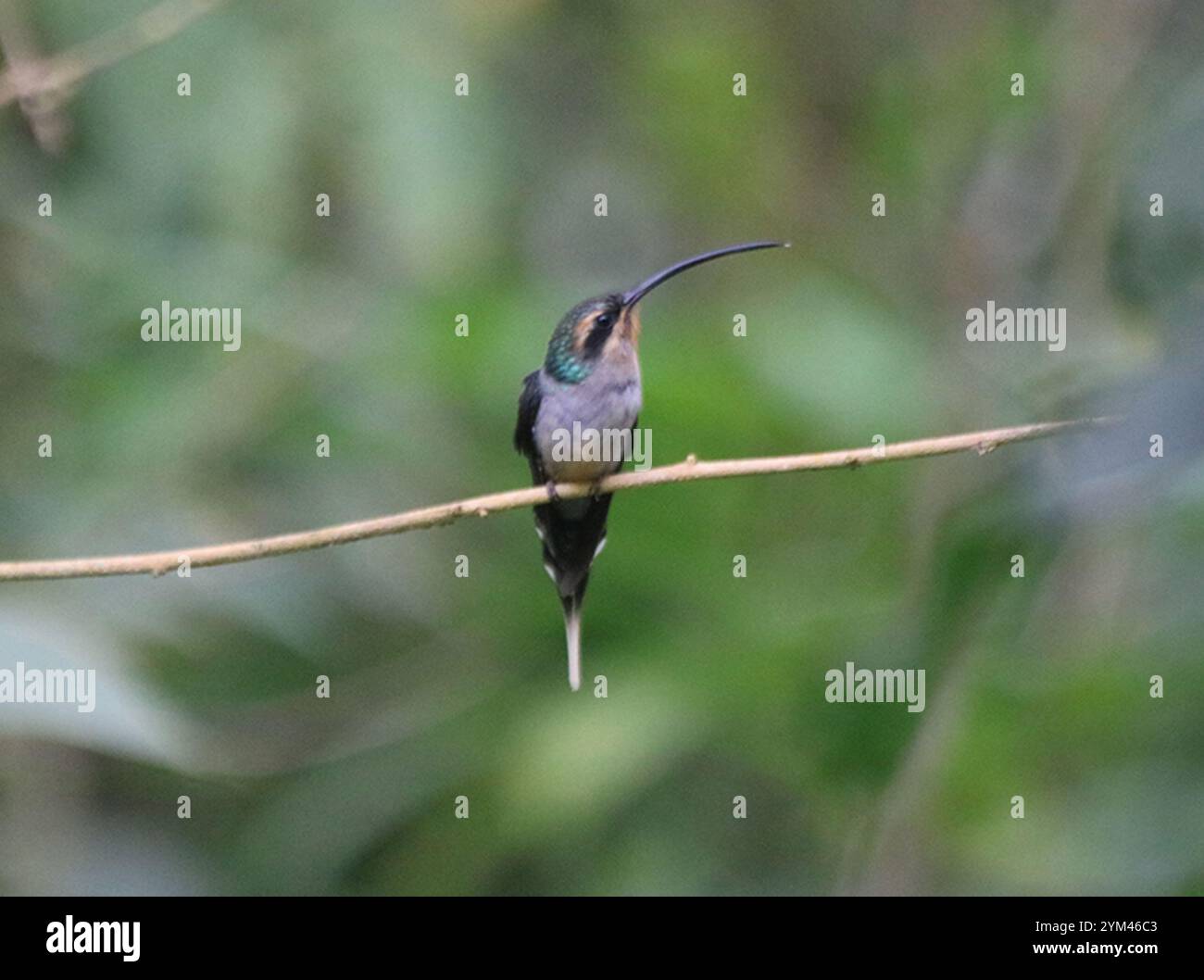 Green Hermit (Phaethornis guy Stock Photo - Alamy
