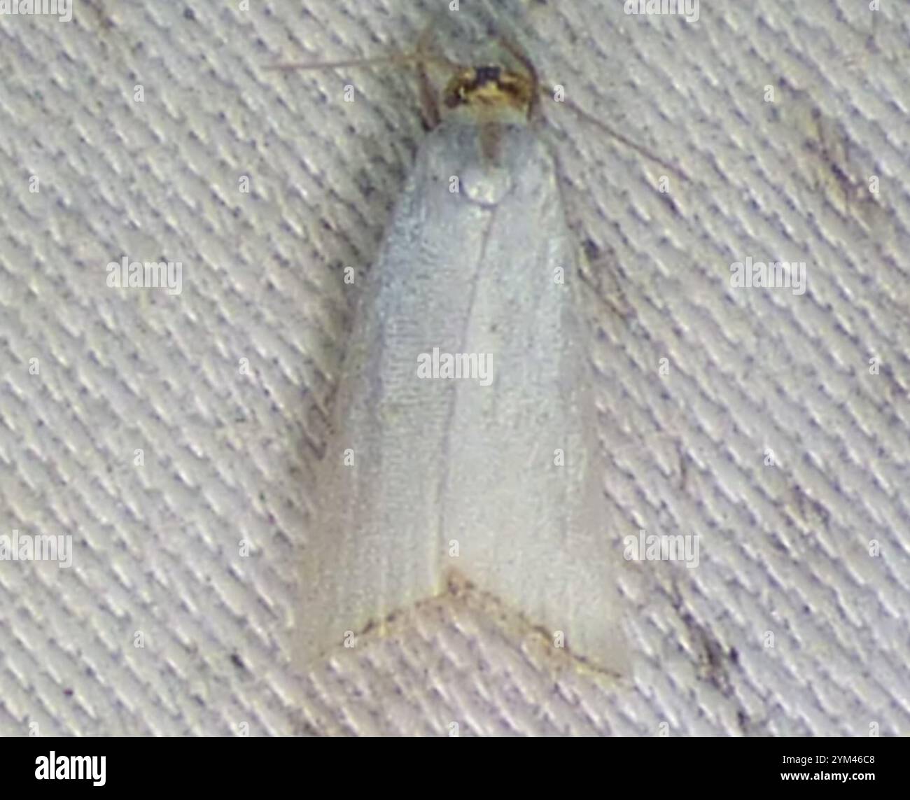 Snowy Urola Moth (Urola nivalis Stock Photo - Alamy