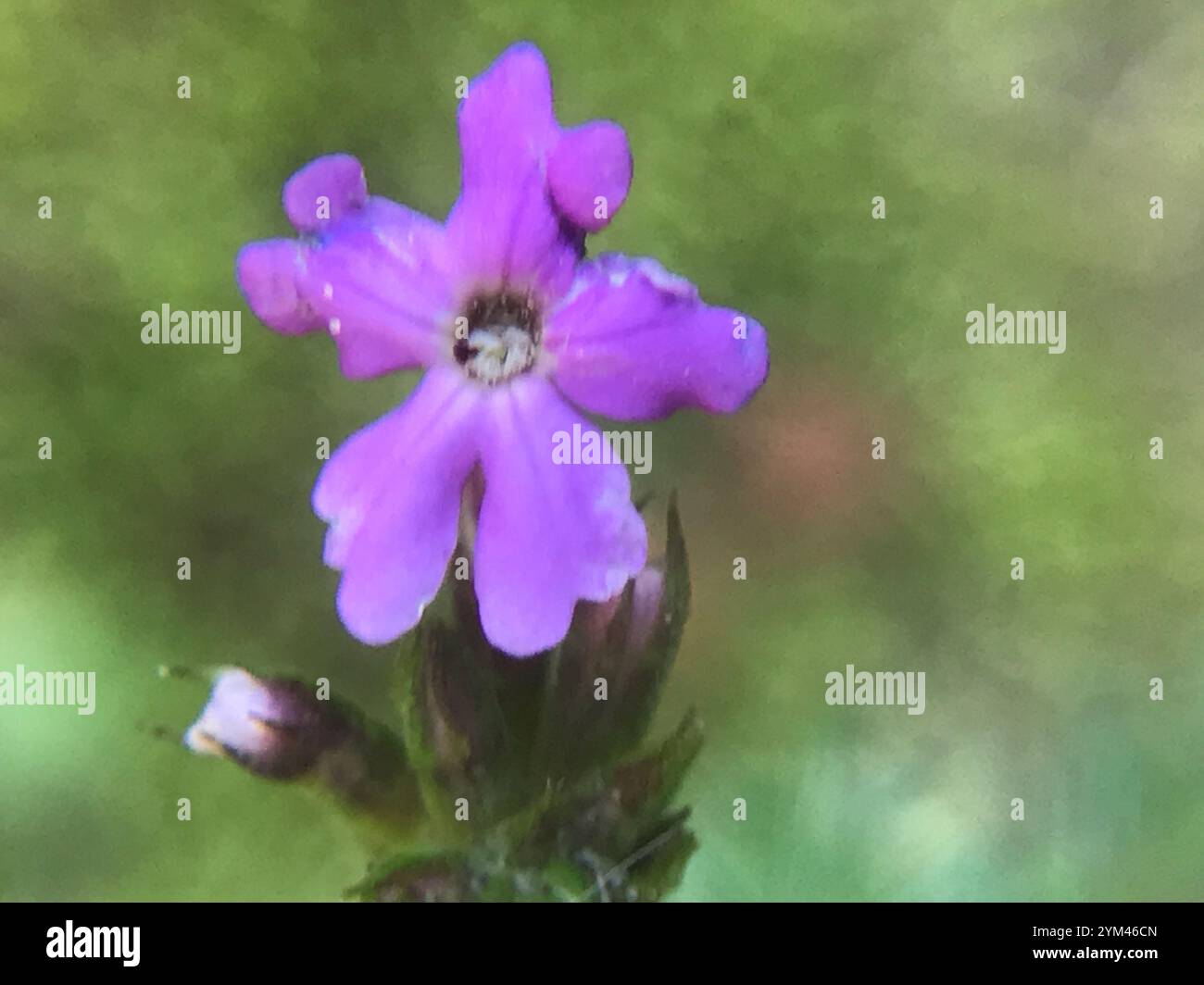 purpletop vervain (Verbena bonariensis Stock Photo - Alamy