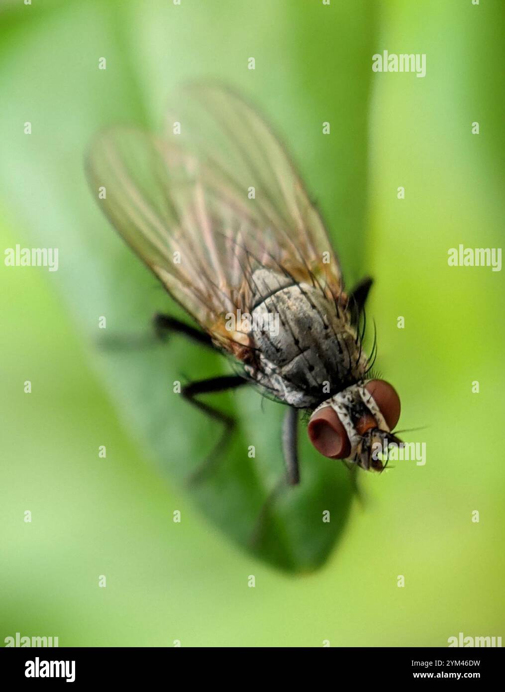 Root-maggot Flies (Anthomyiidae Stock Photo - Alamy