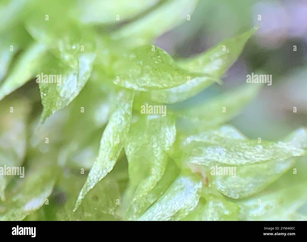 Isopterygium Moss (Isopterygium tenerum Stock Photo - Alamy