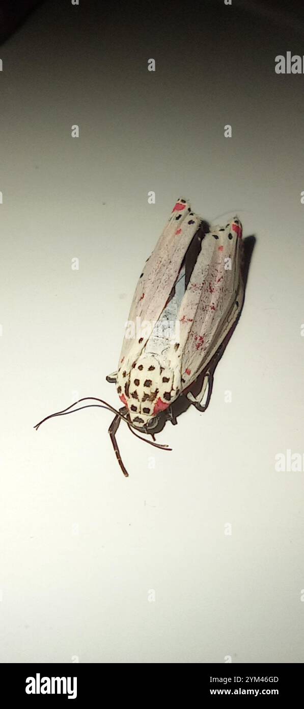 Ornate Bella Moth (Utetheisa ornatrix Stock Photo - Alamy