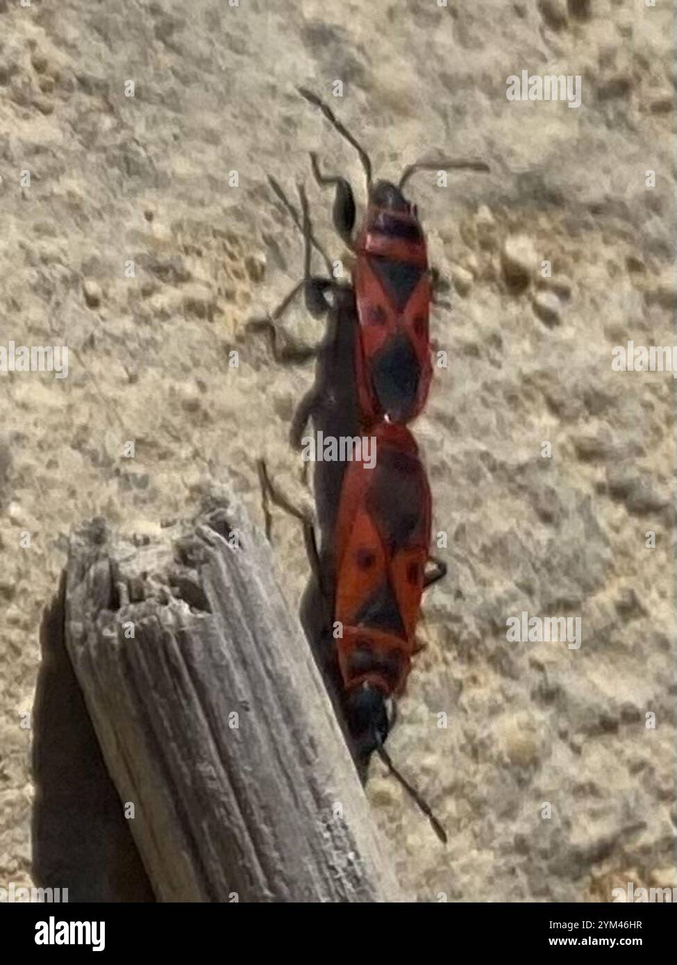 Mediterranean red bug (Scantius aegyptius Stock Photo - Alamy