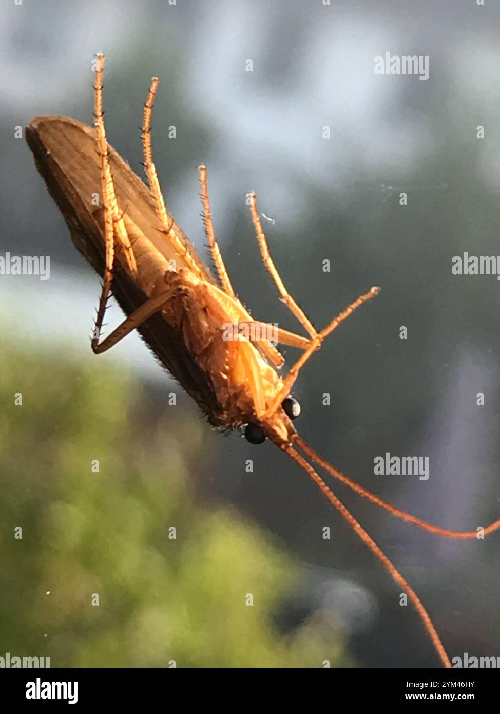 Northern Caddisflies (Limnephilidae Stock Photo - Alamy