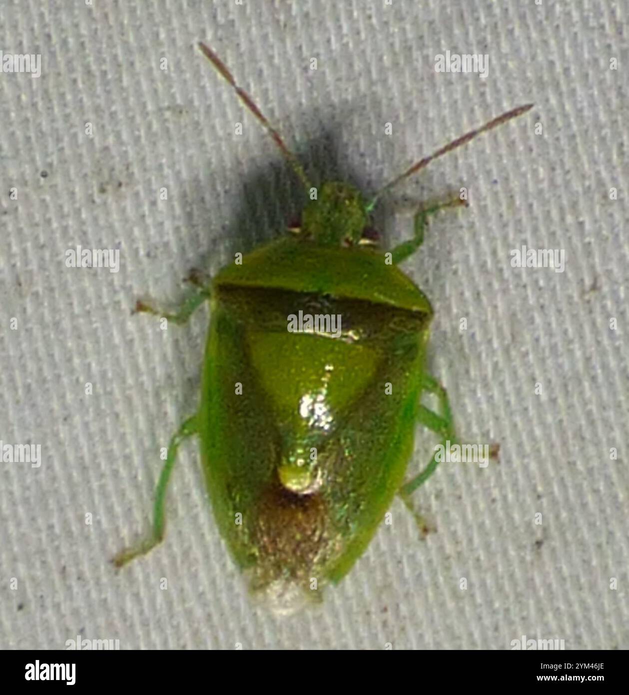 Green Burgundy Stink Bug (Banasa dimidiata Stock Photo - Alamy