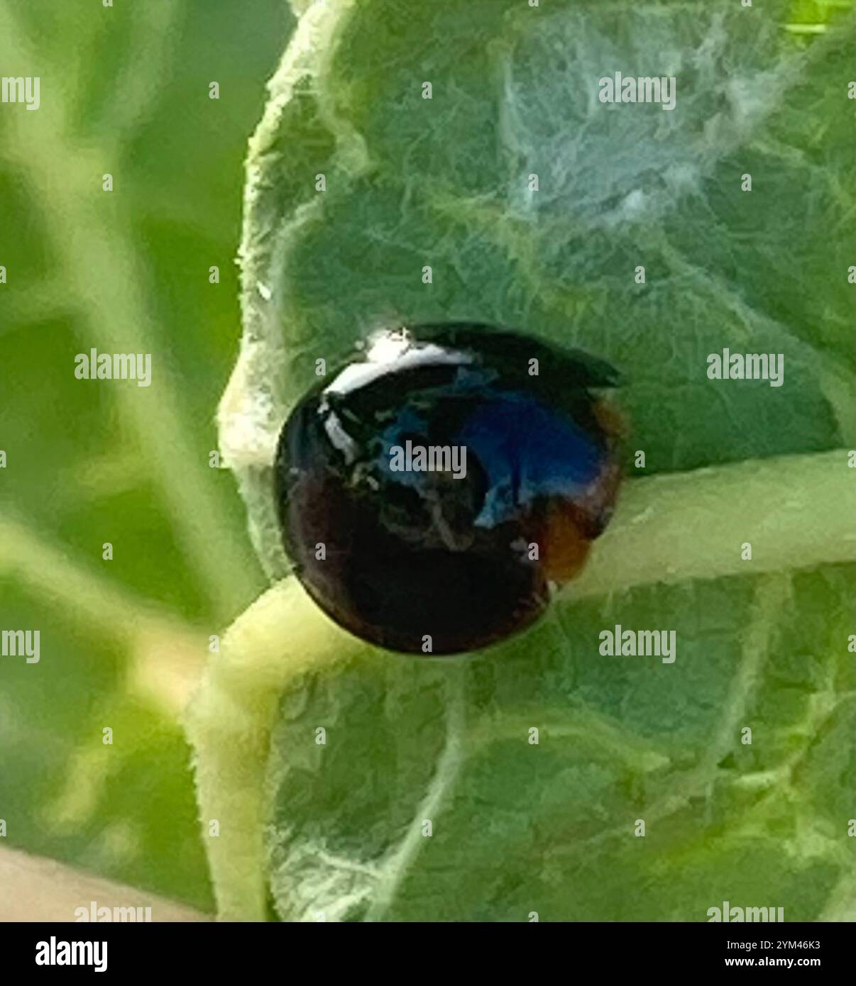 Chilocorus nigritus hi-res stock photography and images - Alamy