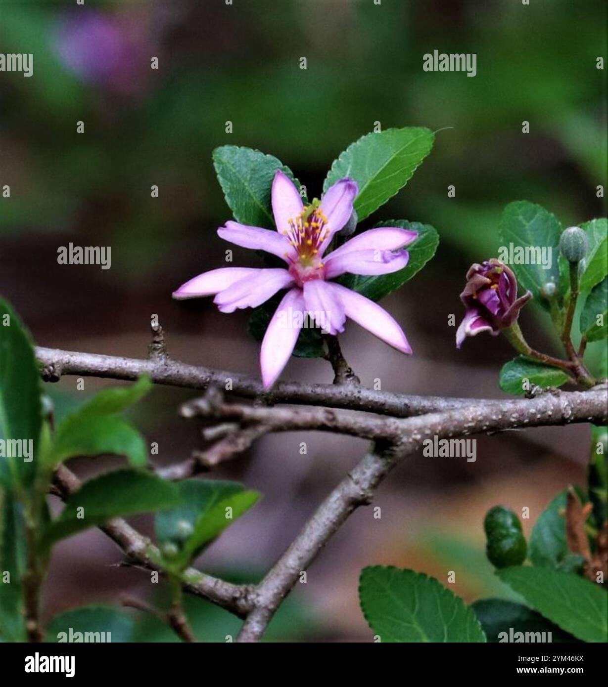Crossberry (Grewia occidentalis Stock Photo - Alamy