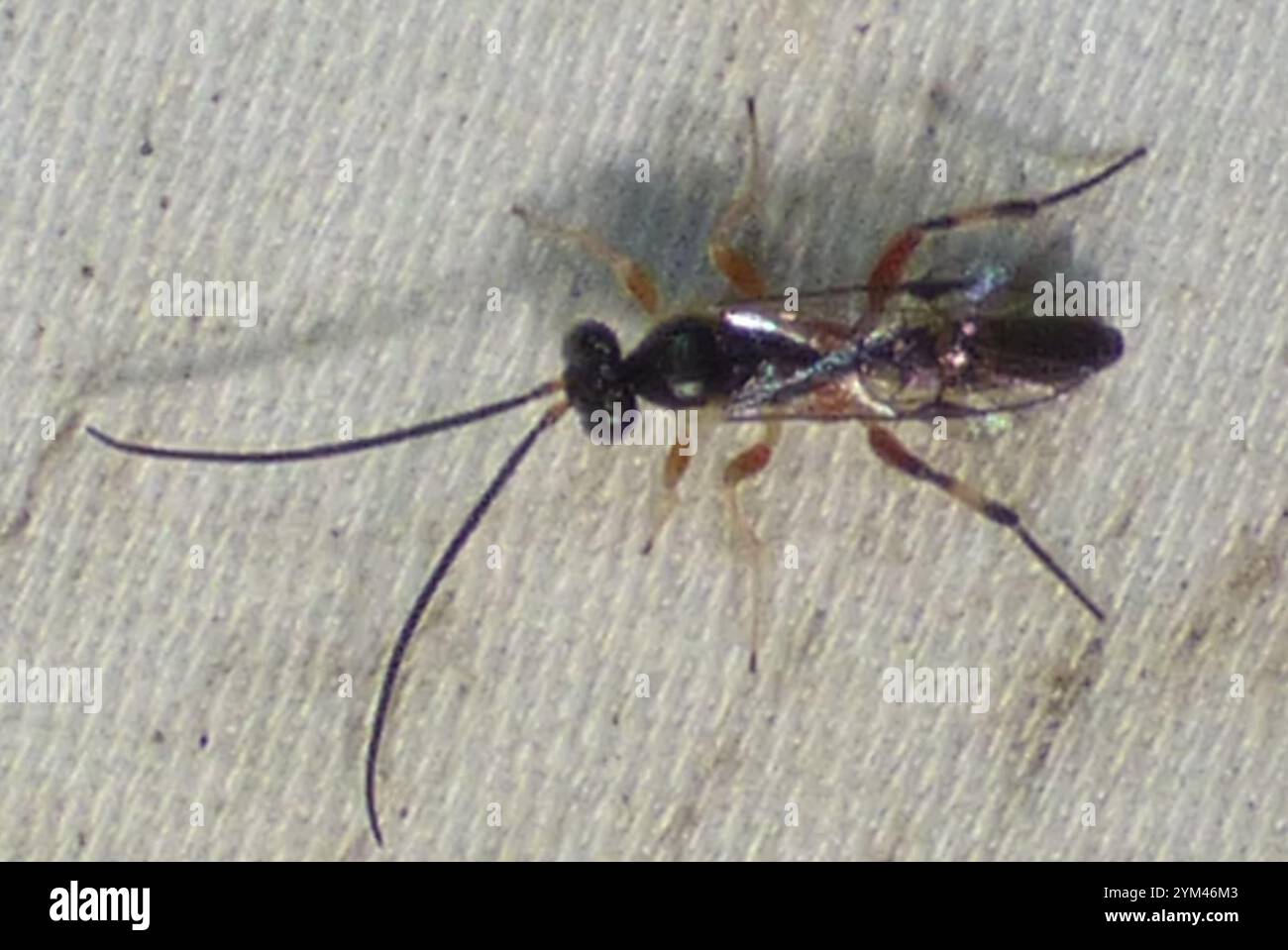 Ichneumonid Wasps (Ichneumonidae Stock Photo - Alamy