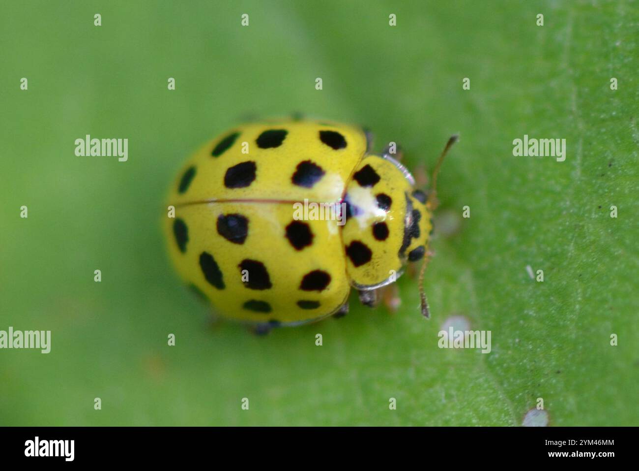 22-spot Ladybird (Psyllobora vigintiduopunctata Stock Photo - Alamy