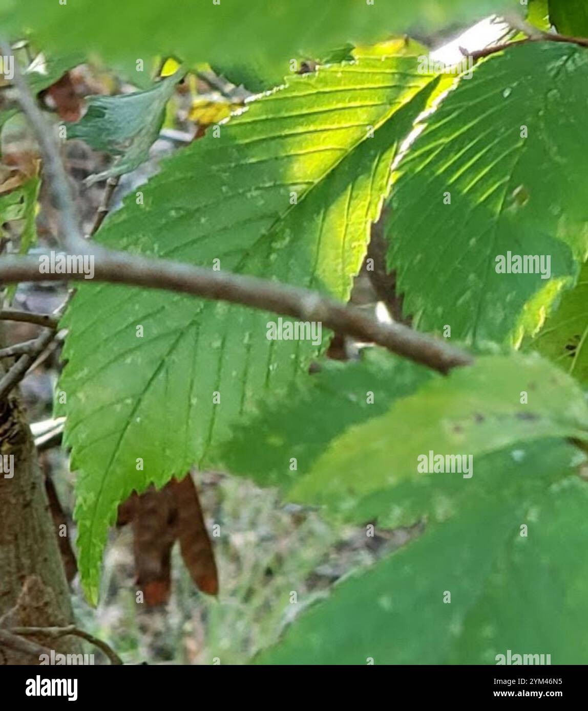 American elm (Ulmus americana Stock Photo - Alamy