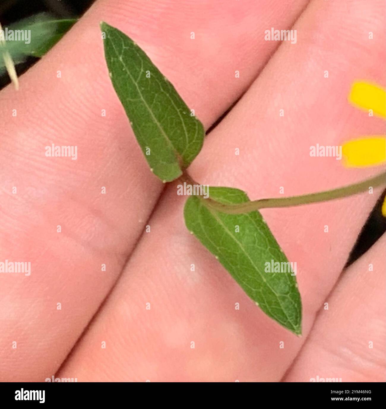 Oppositeleaf Spotflower (Acmella repens Stock Photo - Alamy