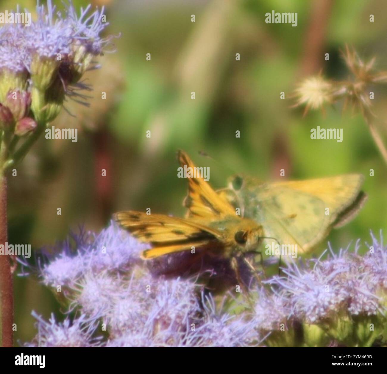 Fiery Skipper (Hylephila phyleus Stock Photo - Alamy