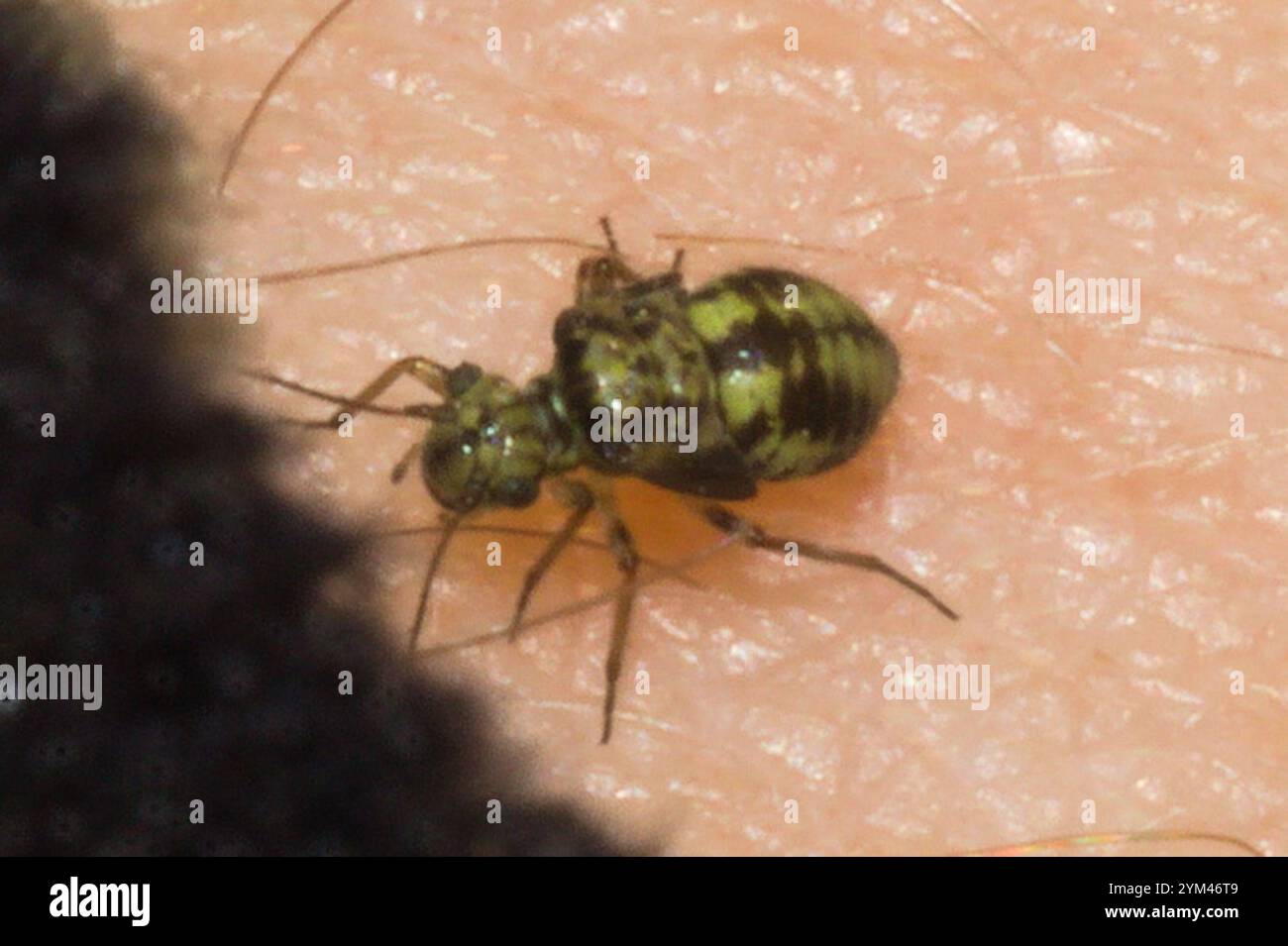 Common Barklice (Psocidae Stock Photo - Alamy