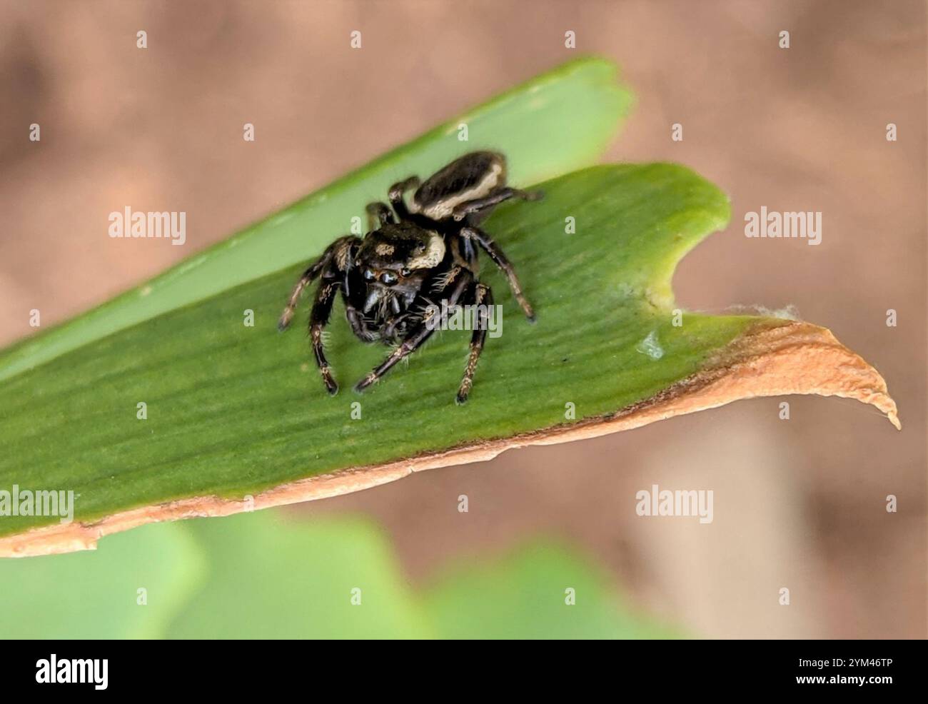 Bronze Jumping Spider (Eris militaris Stock Photo - Alamy