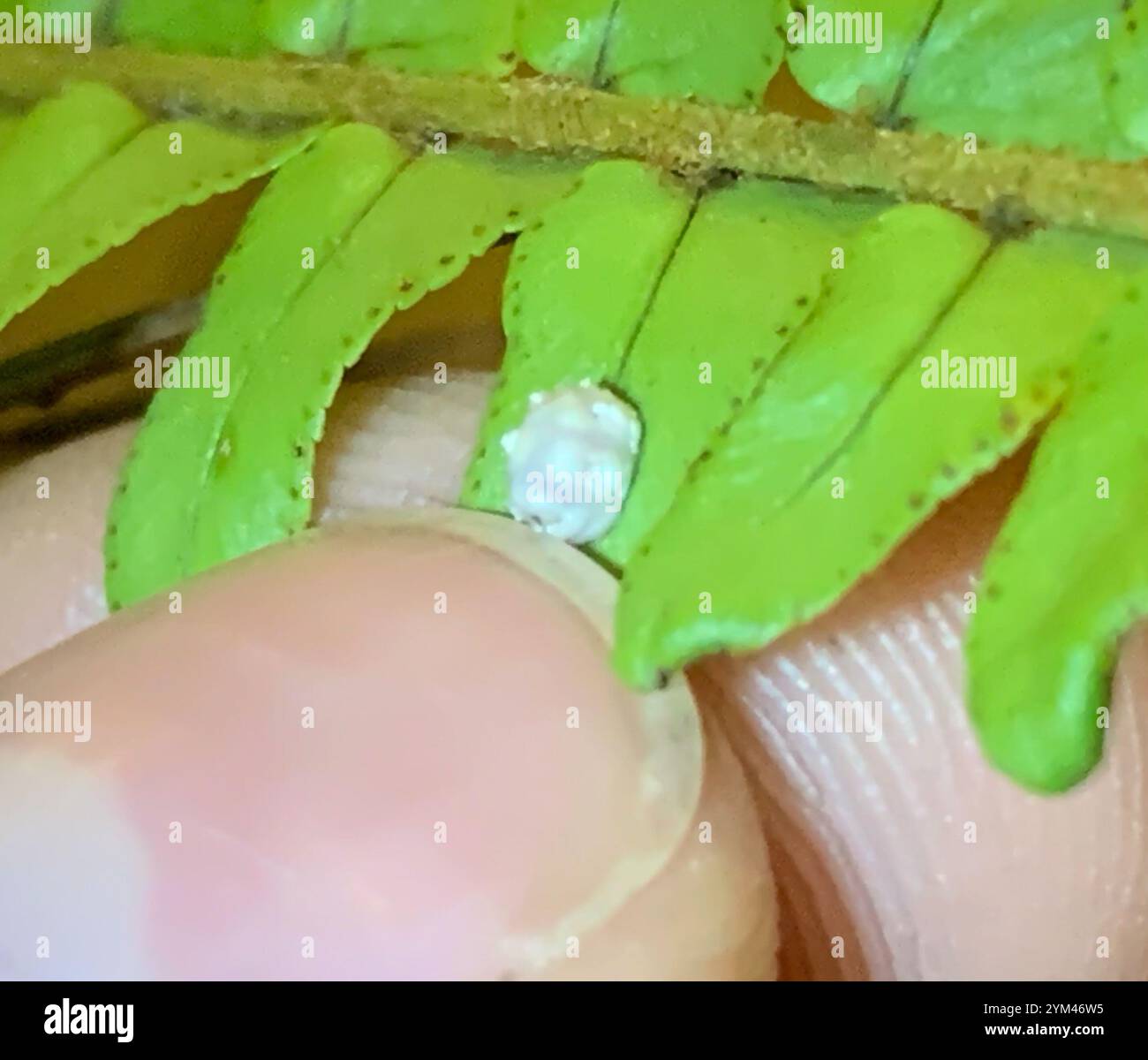 Wax Scales (Ceroplastes Stock Photo - Alamy