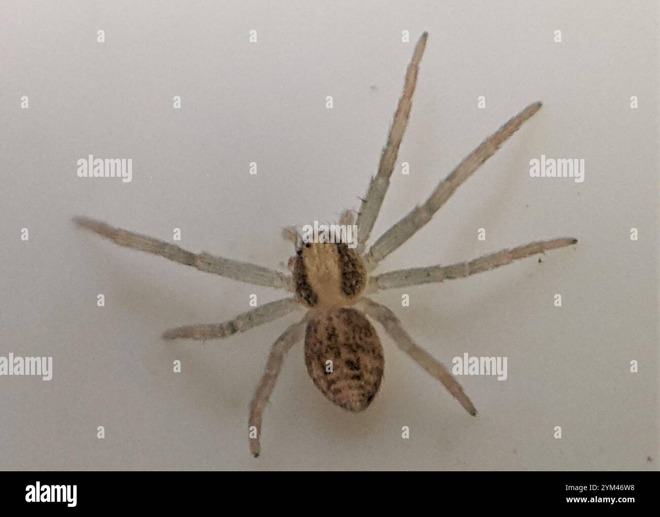 Running Crab Spiders (Philodromidae Stock Photo - Alamy