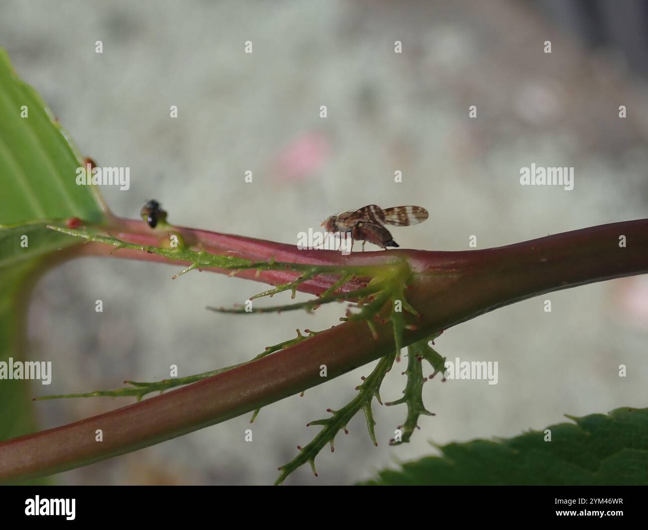 Senecio Gall Fly (Sphenella fascigera Stock Photo - Alamy