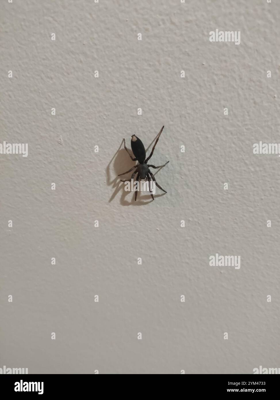 White-tailed Spiders (Lampona Stock Photo - Alamy