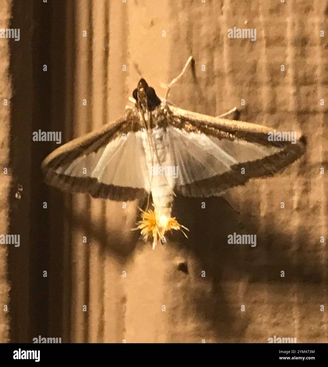 Melonworm Moth (Diaphania hyalinata Stock Photo - Alamy