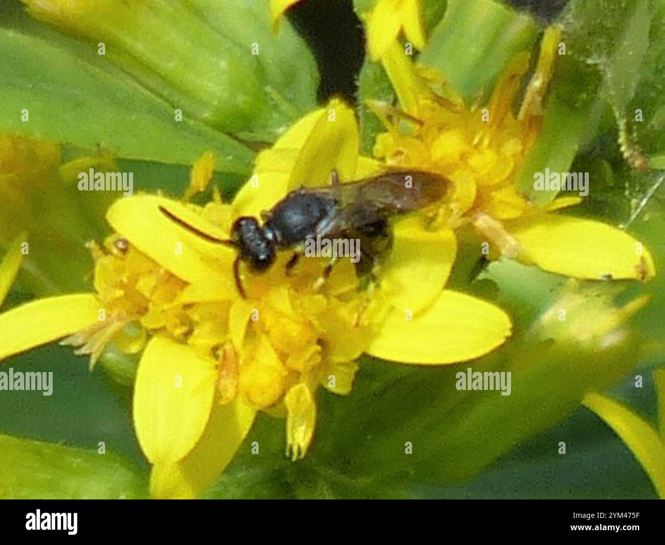 Masked Bees (Hylaeus Stock Photo - Alamy