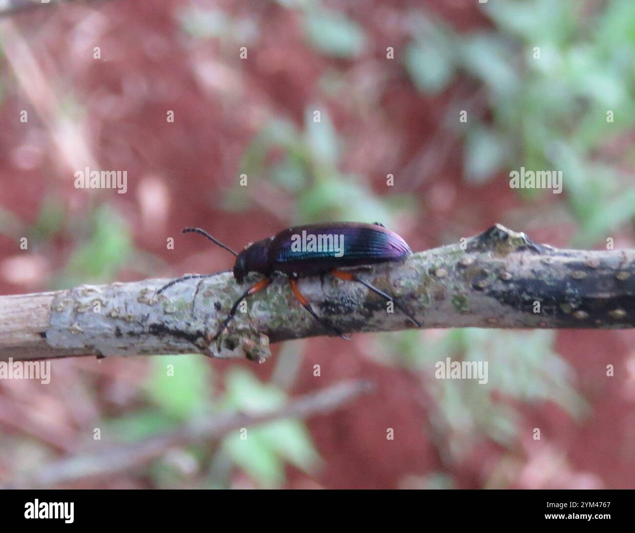 Strongylium hi-res stock photography and images - Alamy