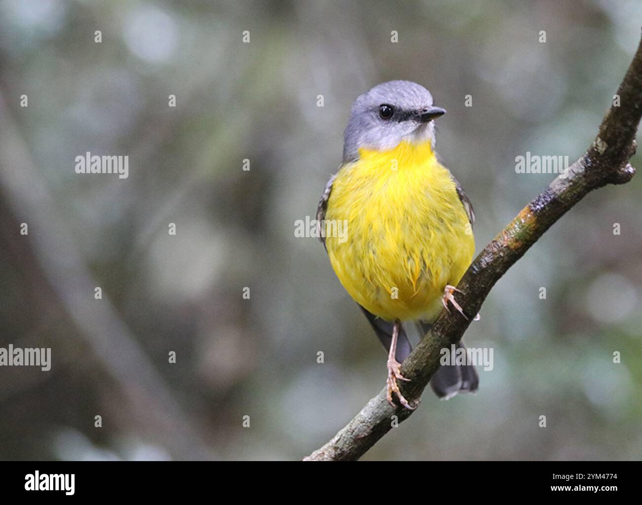 Eastern Yellow Robin (Eopsaltria australis Stock Photo - Alamy