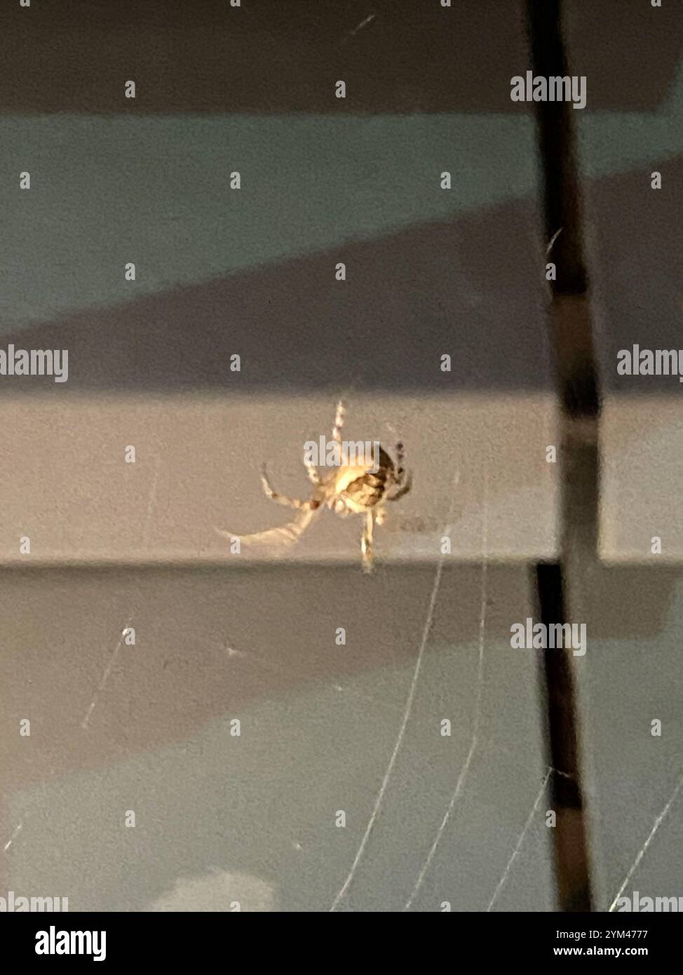 Silver-sided Sector Spider (Zygiella x-notata Stock Photo - Alamy