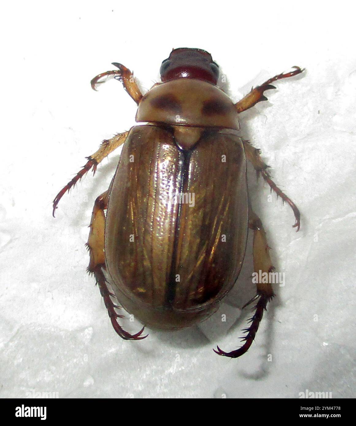 Shining Leaf Chafers (Rutelinae Stock Photo - Alamy