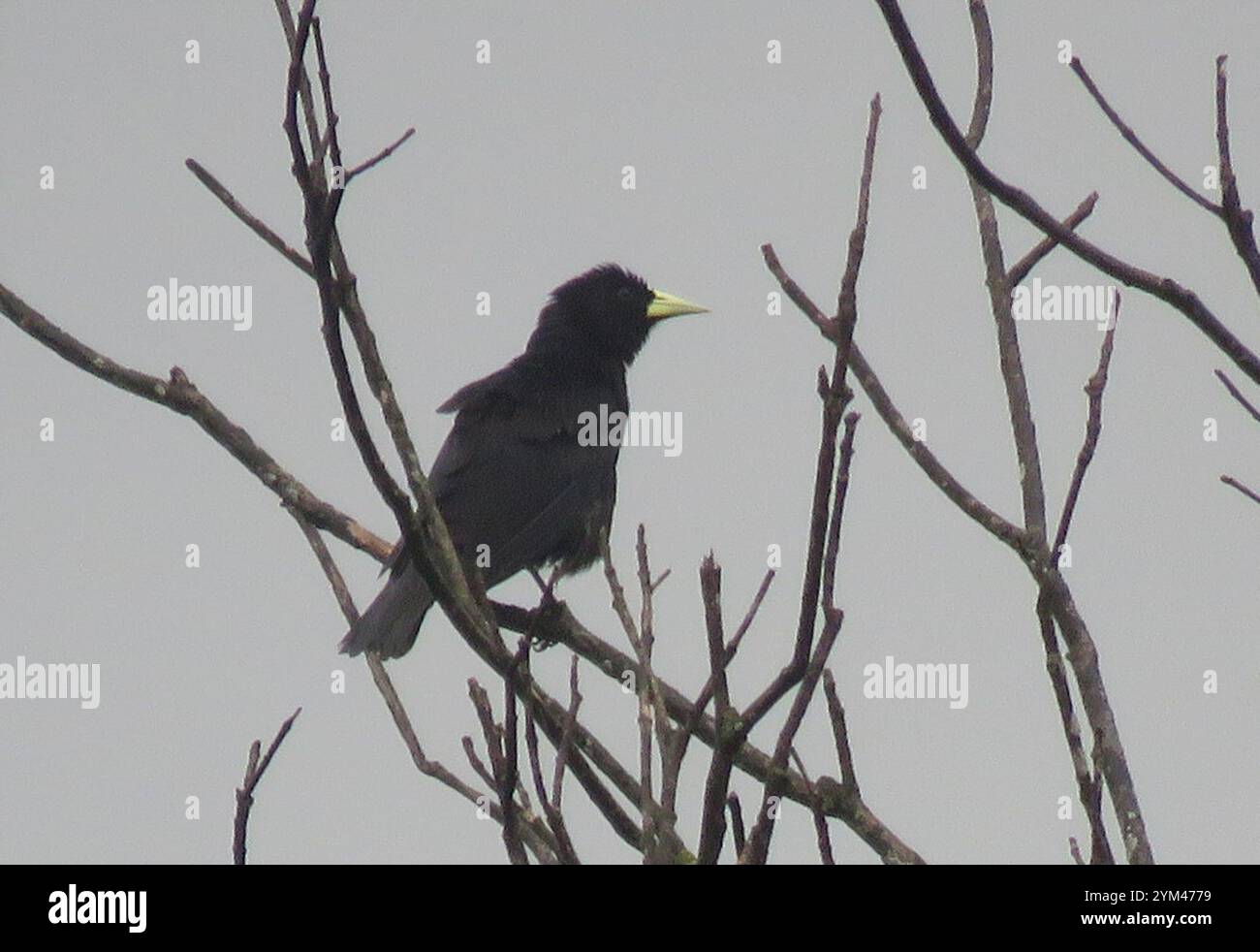 Red-rumped Cacique (Cacicus haemorrhous Stock Photo - Alamy