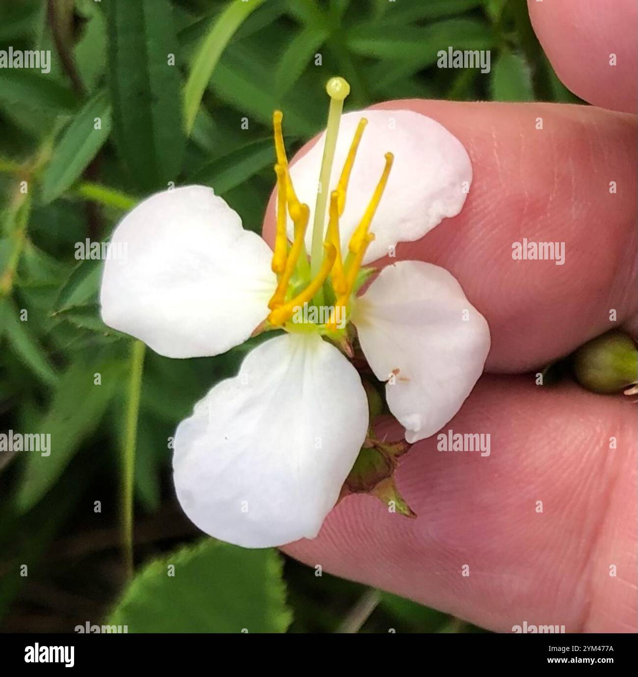 Maryland meadowbeauty (Rhexia mariana Stock Photo - Alamy