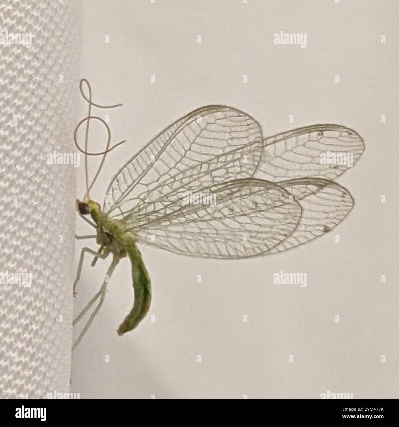Typical Green Lacewings (Chrysopinae Stock Photo - Alamy