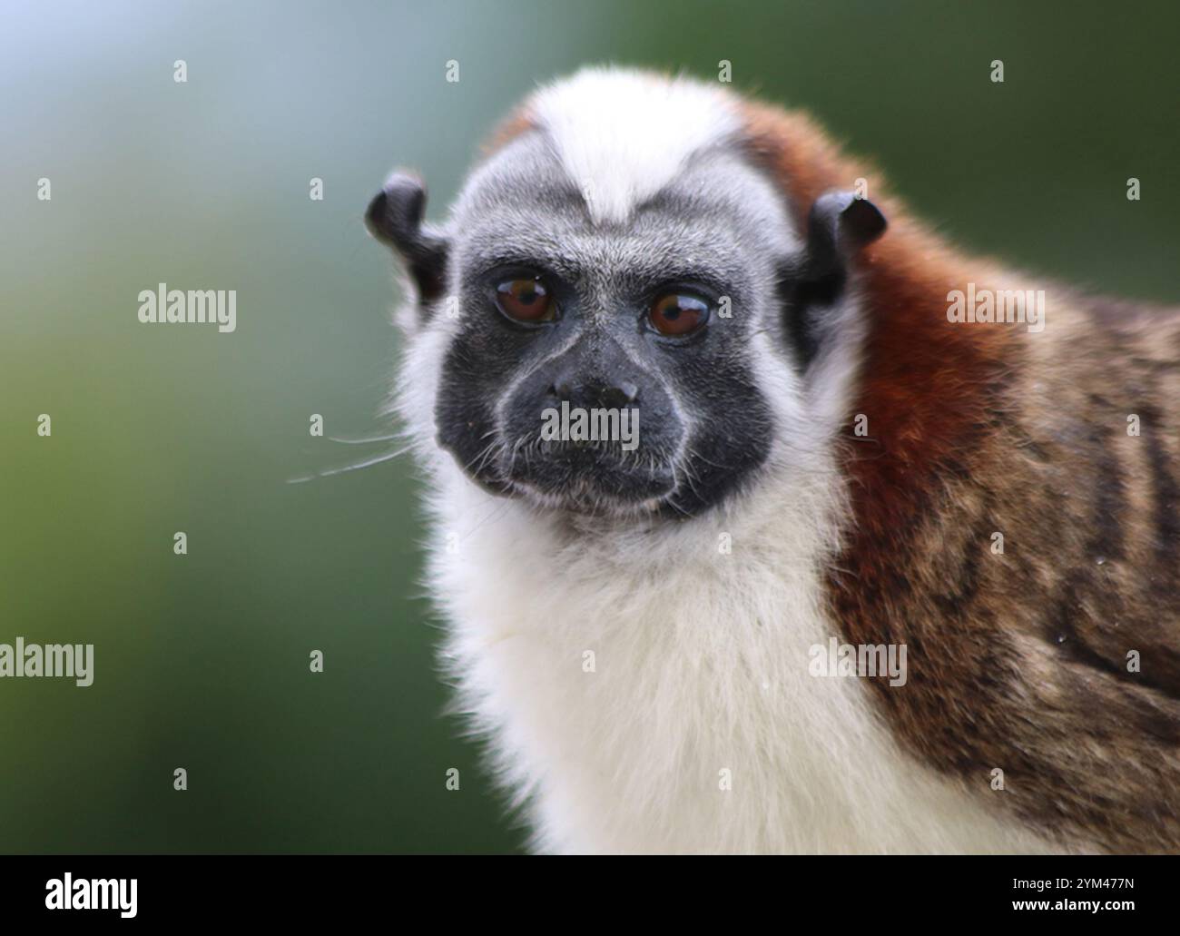 Geoffroy’s Tamarin (Saguinus geoffroyi Stock Photo - Alamy