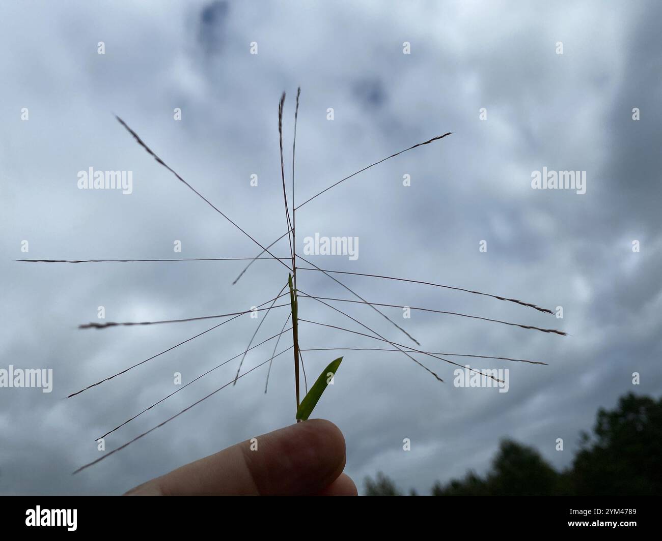Shortleaf Skeletongrass (Gymnopogon brevifolius Stock Photo - Alamy