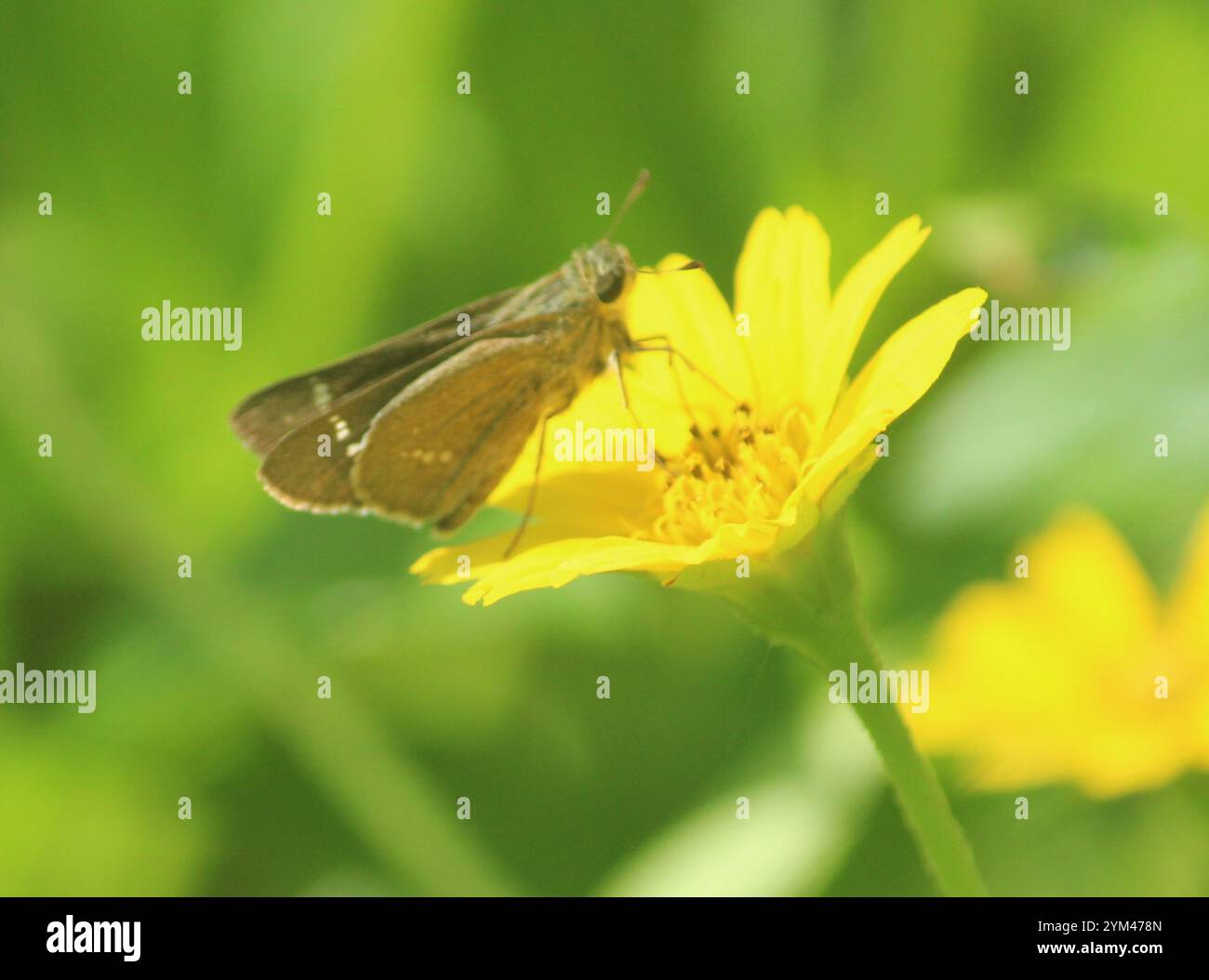 Oriental Straight Swift (Parnara bada Stock Photo - Alamy