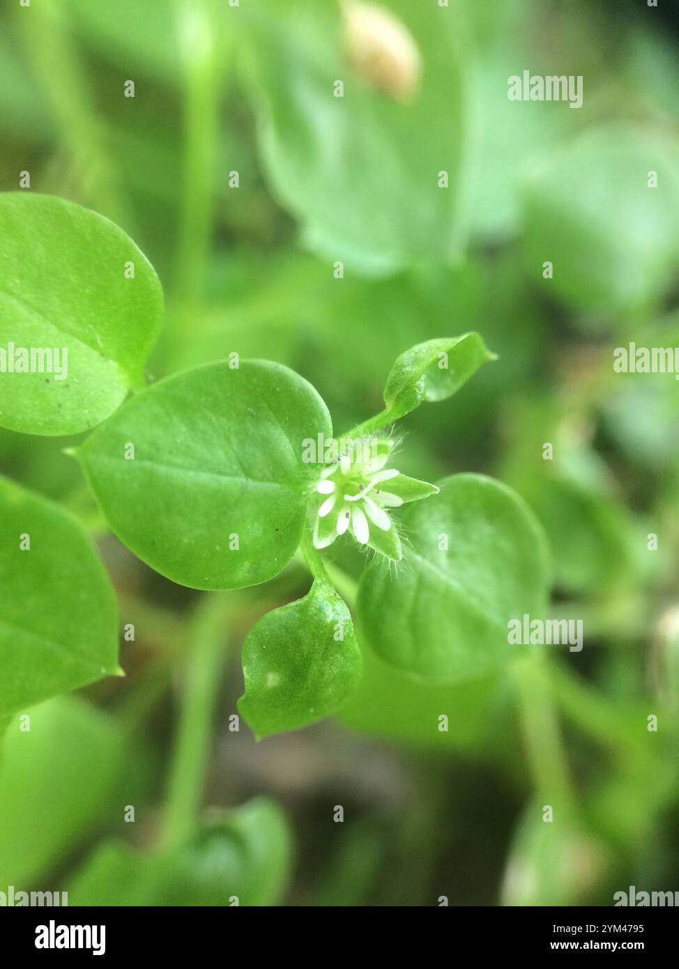 common chickweed (Stellaria media Stock Photo - Alamy