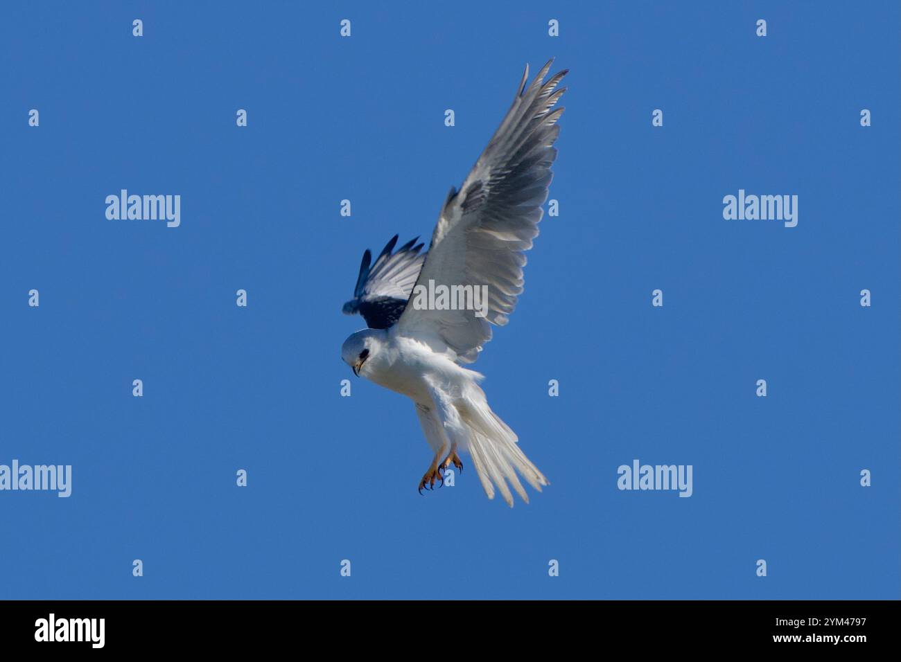 White-tailed Kite (Elanus leucurus Stock Photo - Alamy