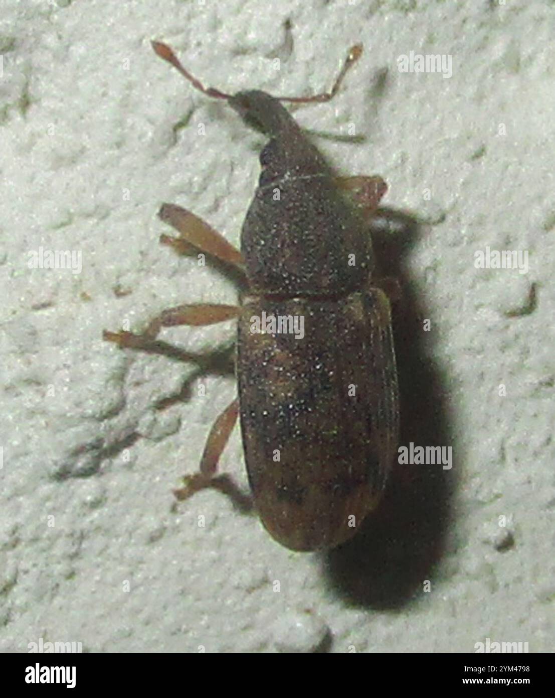 True Weevils (Curculionidae Stock Photo - Alamy