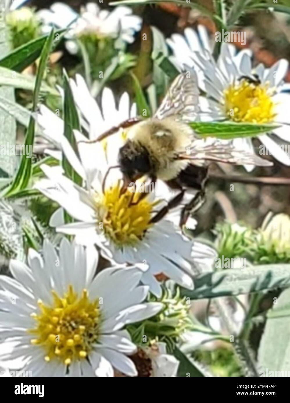 Common Eastern Bumble Bee (Bombus impatiens Stock Photo - Alamy