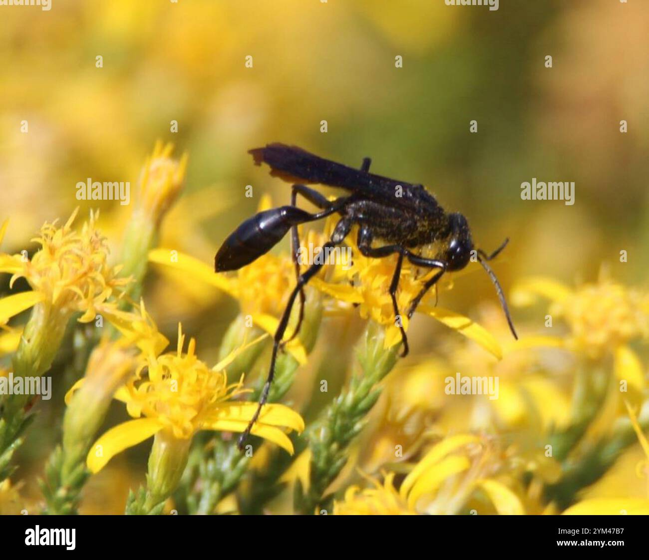 Cutworm Wasps (Podalonia Stock Photo - Alamy