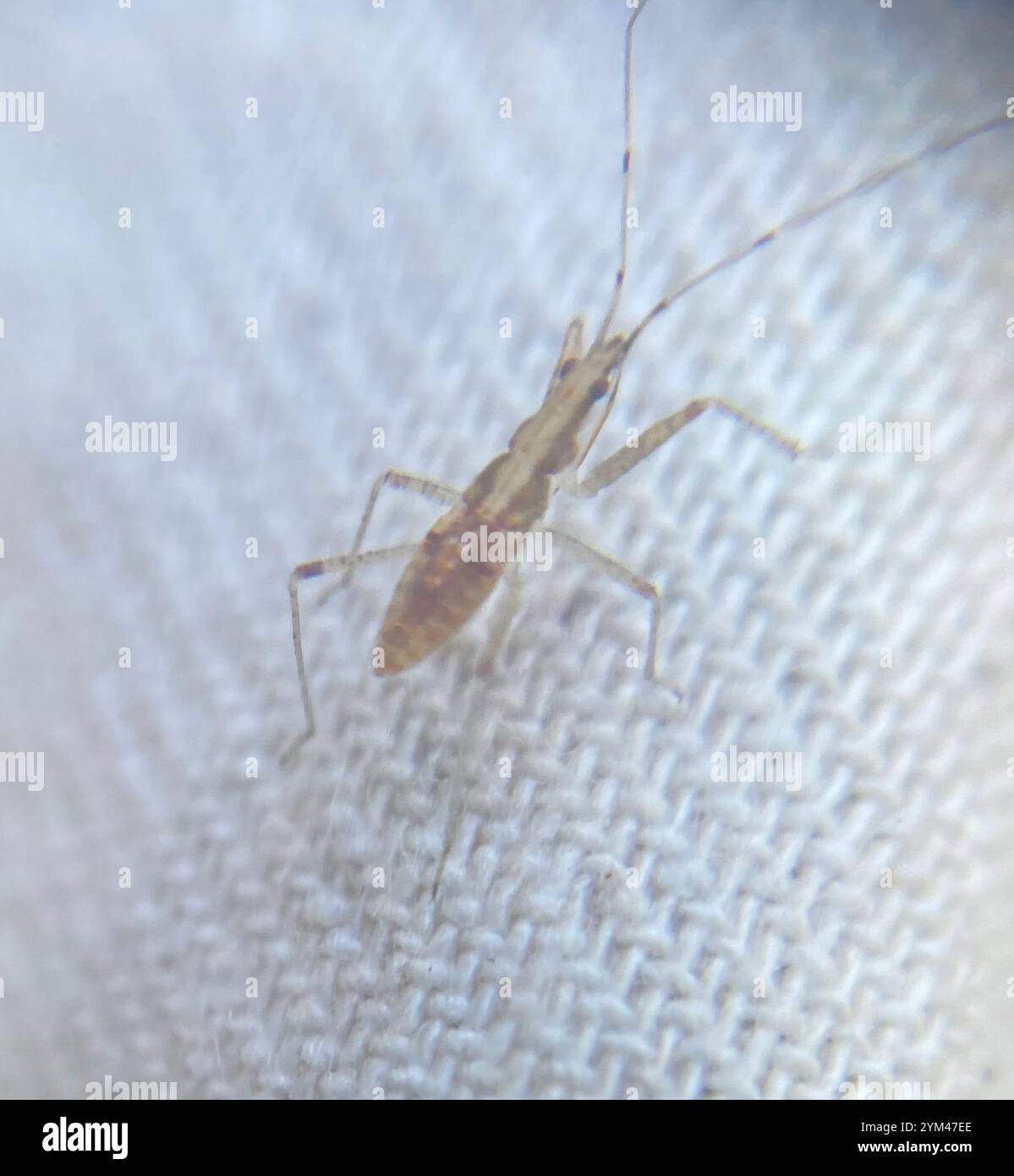 True Bugs (Heteroptera Stock Photo - Alamy