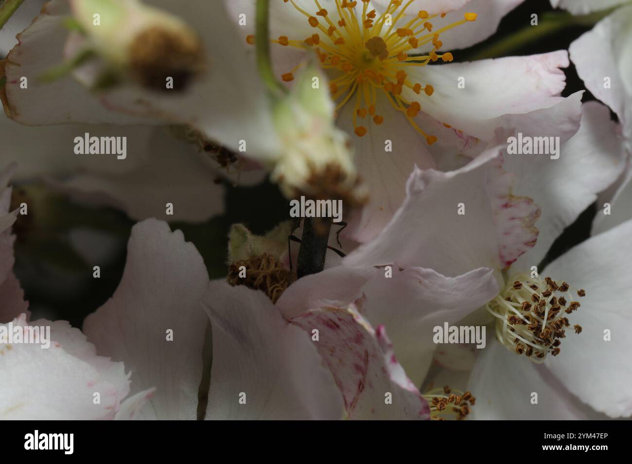 common grammoptera (Grammoptera ruficornis Stock Photo - Alamy