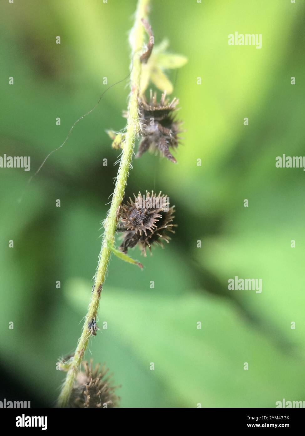 virginia stickseed (Hackelia virginiana Stock Photo - Alamy