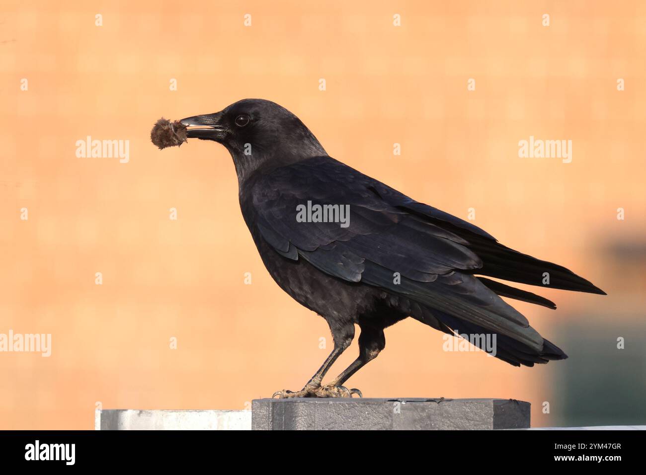 Fish Crow (Corvus ossifragus Stock Photo - Alamy