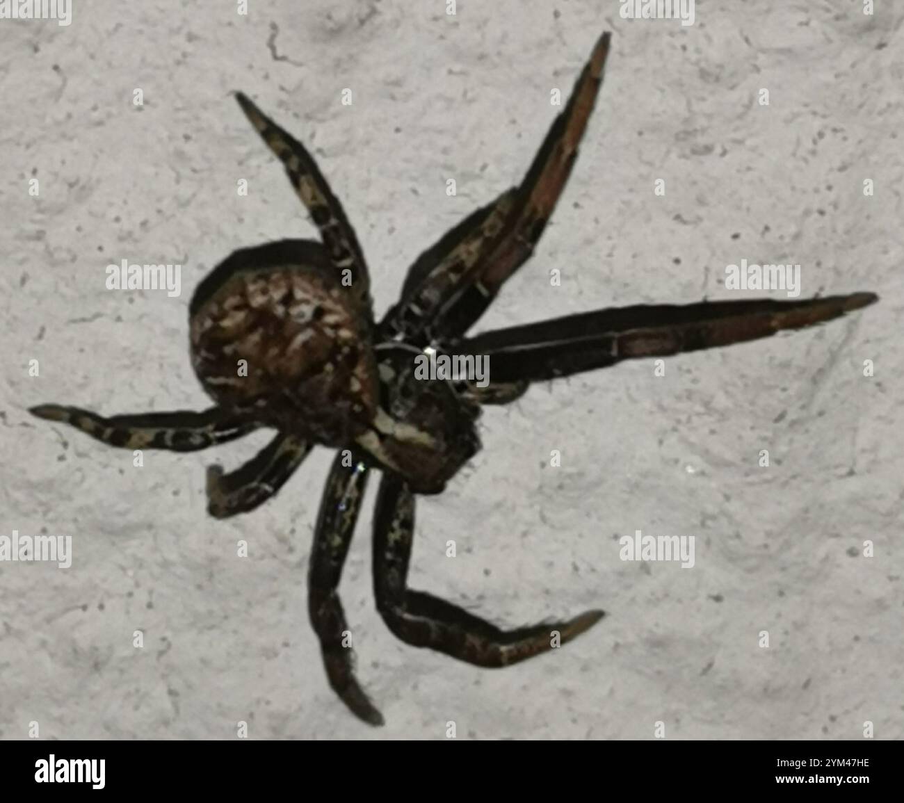 Crab Spiders (Thomisidae Stock Photo - Alamy