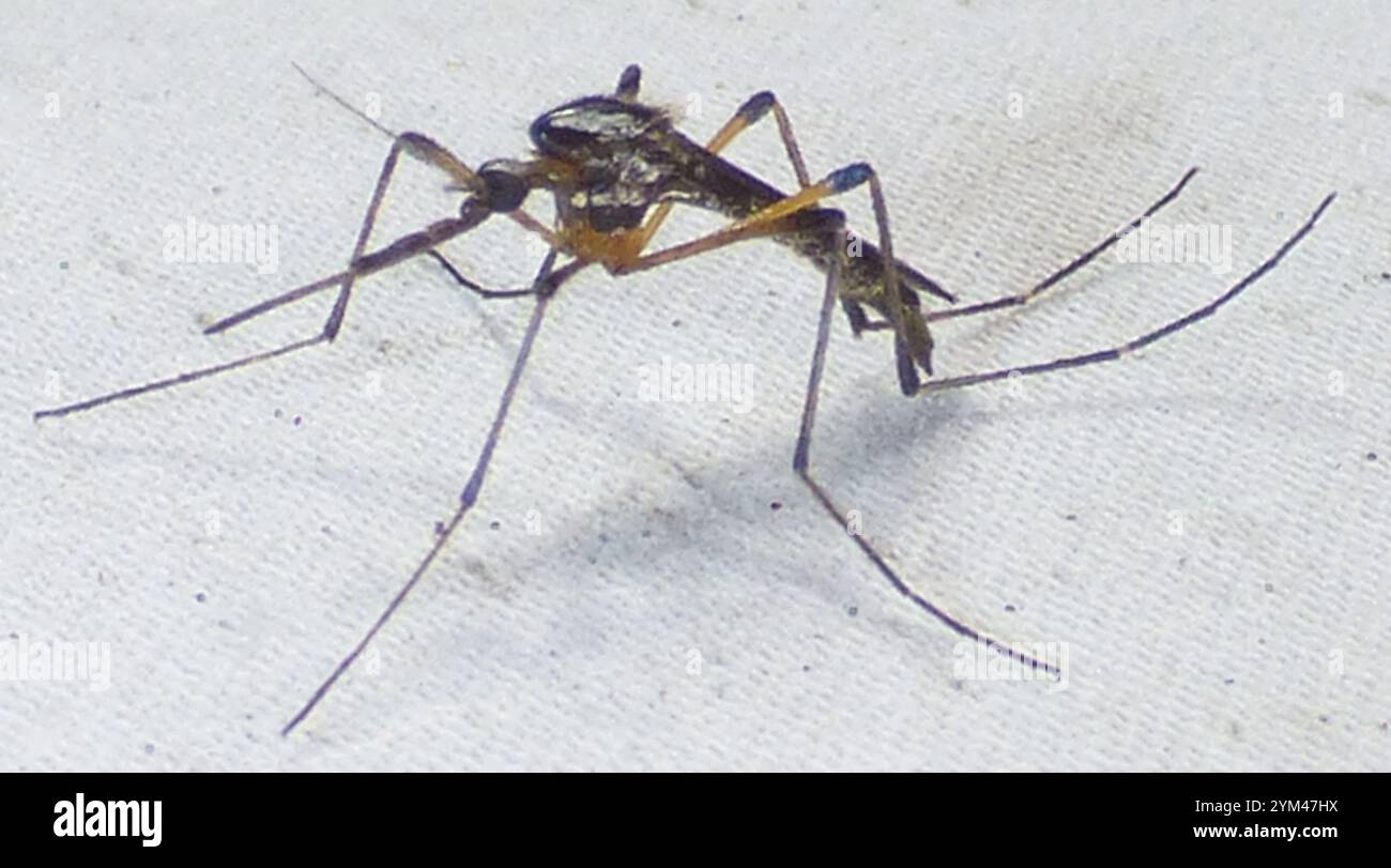 Howard's Gallinipper (Psorophora howardii Stock Photo - Alamy