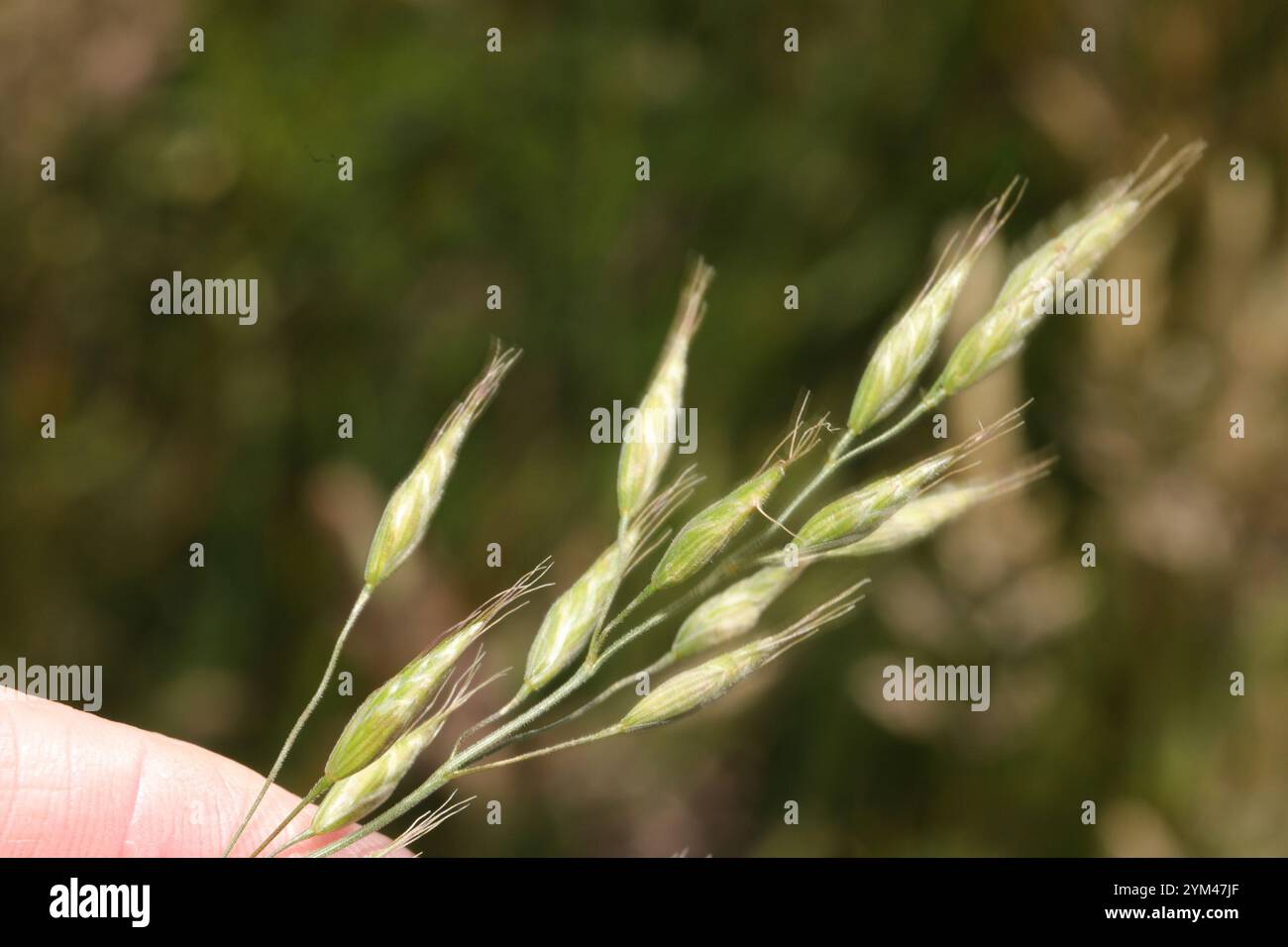 common soft brome (Bromus hordeaceus Stock Photo - Alamy