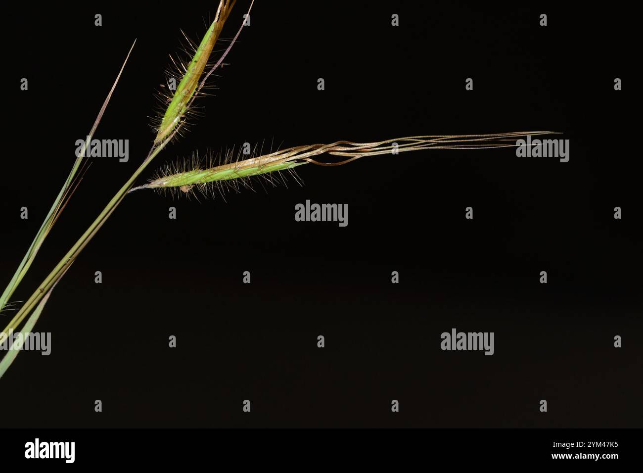 tanglehead (Heteropogon contortus Stock Photo - Alamy